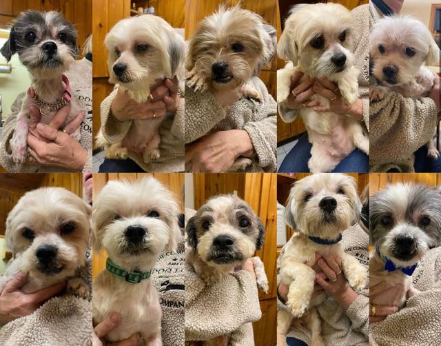 Blue Chip Farm takes in hoarded dogs, seeks aid for vet bills | Dallas Post